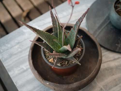 Aloe Viper | Vivero Vitaflor