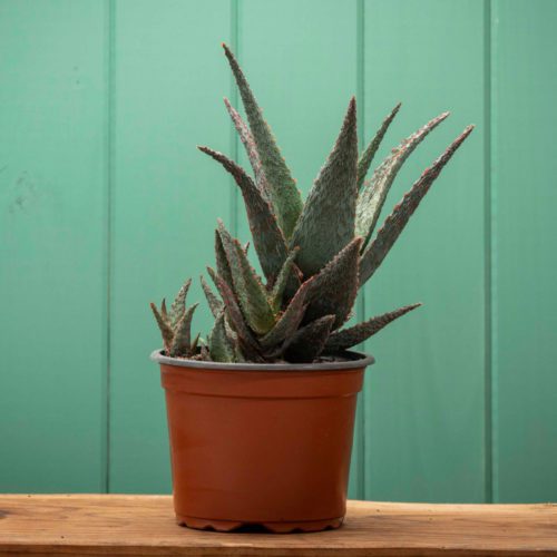 Aloe Snapper | Vivero Vitaflor