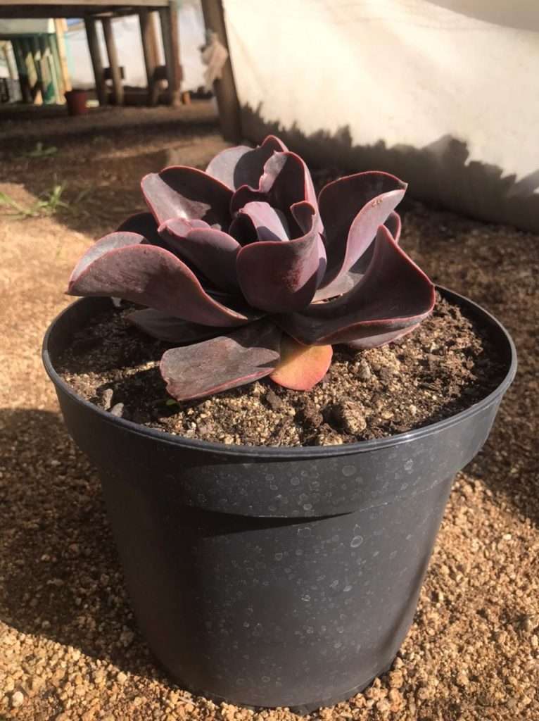 Echeveria Lady Burgundy | Vivero Vitaflor