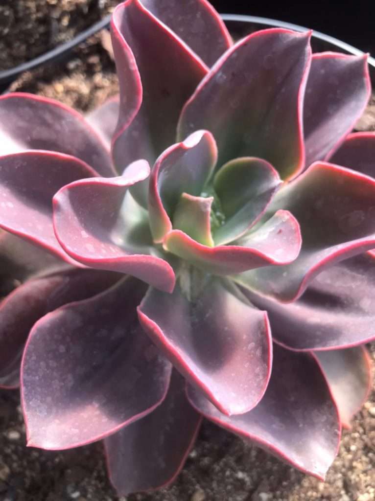 Echeveria Lady Burgundy | Vivero Vitaflor