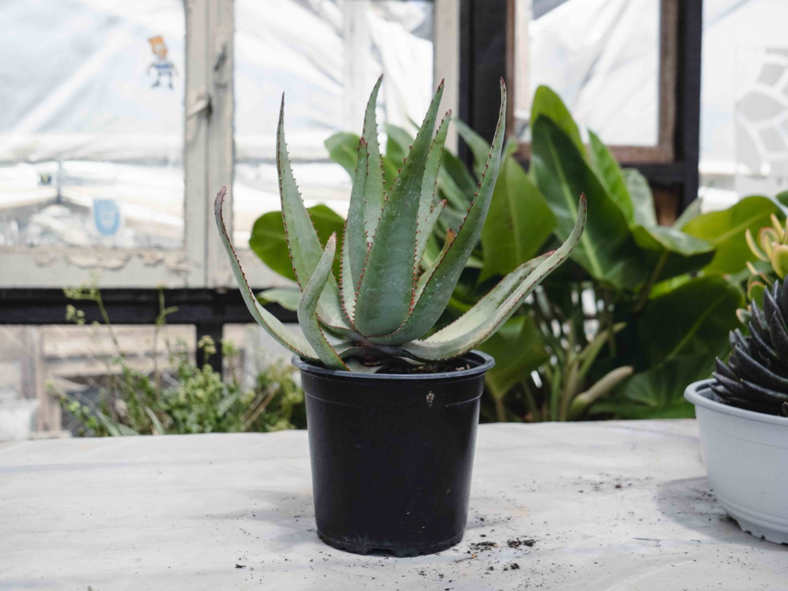 Aloe Capitata | Vivero Vitaflor