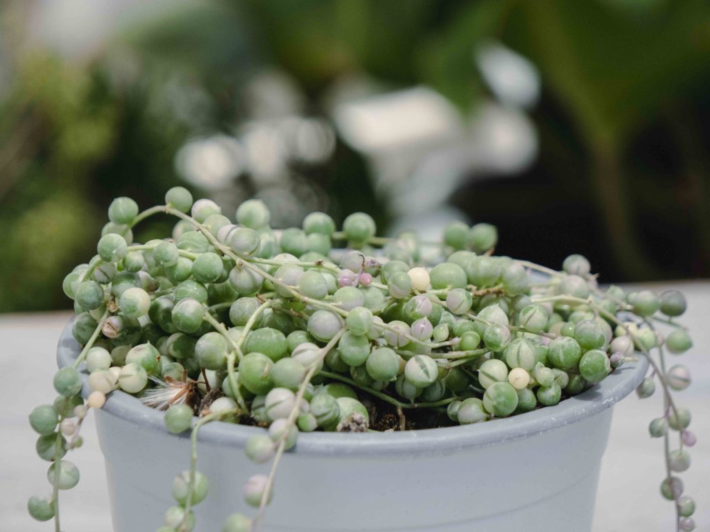 Senecio Rowleyanus Variegado | Vivero Vitaflor